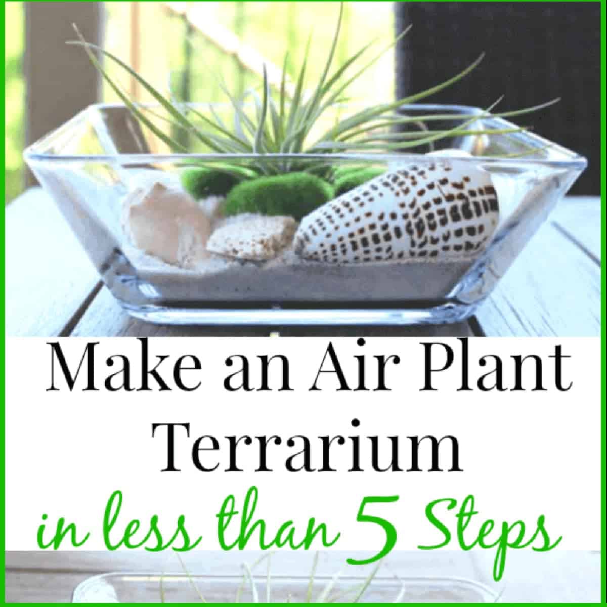 What is an Air Plant Terrarium? Easy Tips to Make Your Own! ⋆ Love Our ...