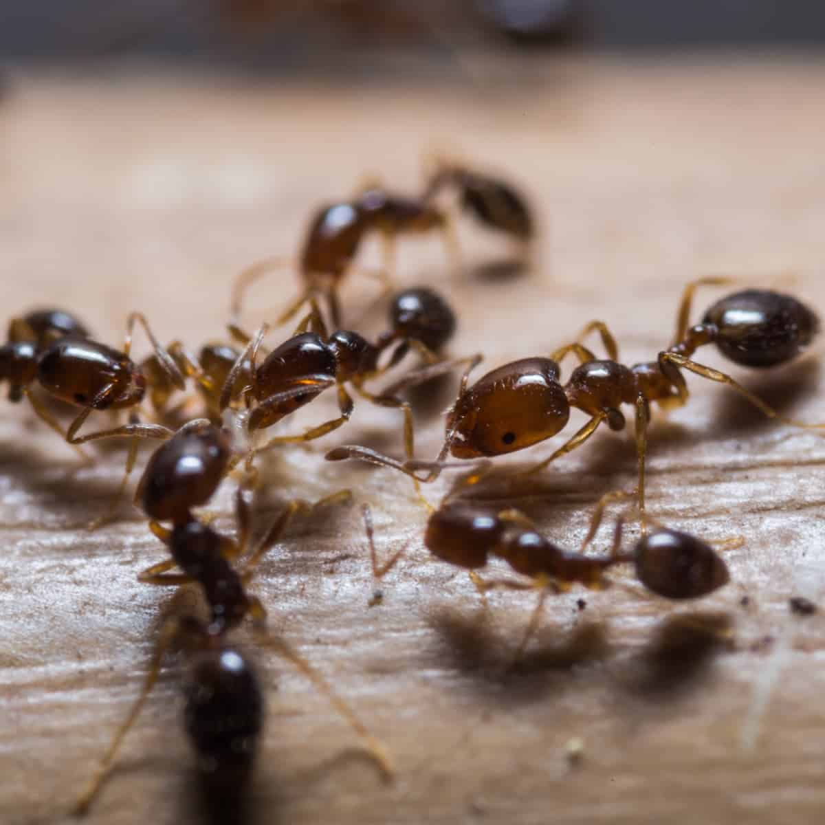 How to Get Rid of Ants (Natural Home Remedies) ⋆ Love Our Real Life