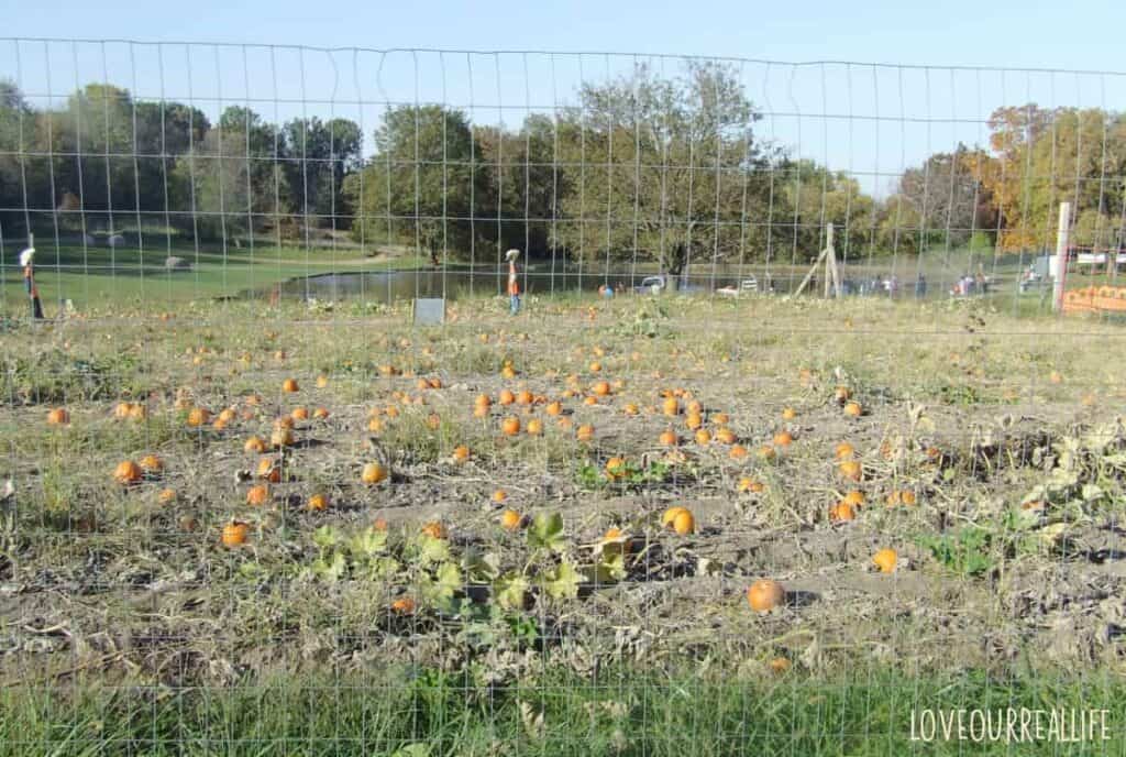 72+ Best Fun Fall Activities for Families - For Kids & Adults ⋆ Love ...