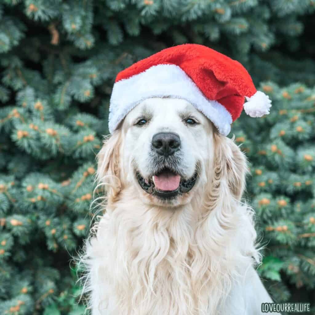 FREE Secret Santa Questionnaire Printable Templates ⋆ Love Our Real Life