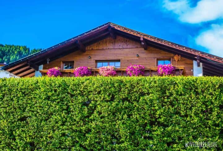 28 Cheap Ways To Block A Neighbor's View- Backyard Privacy ⋆ Love Our ...