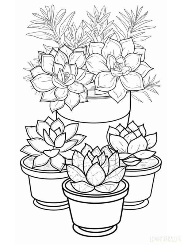 Succulent Coloring Pages – Free Printable PDFs for Kids and Adults ⋆ ...